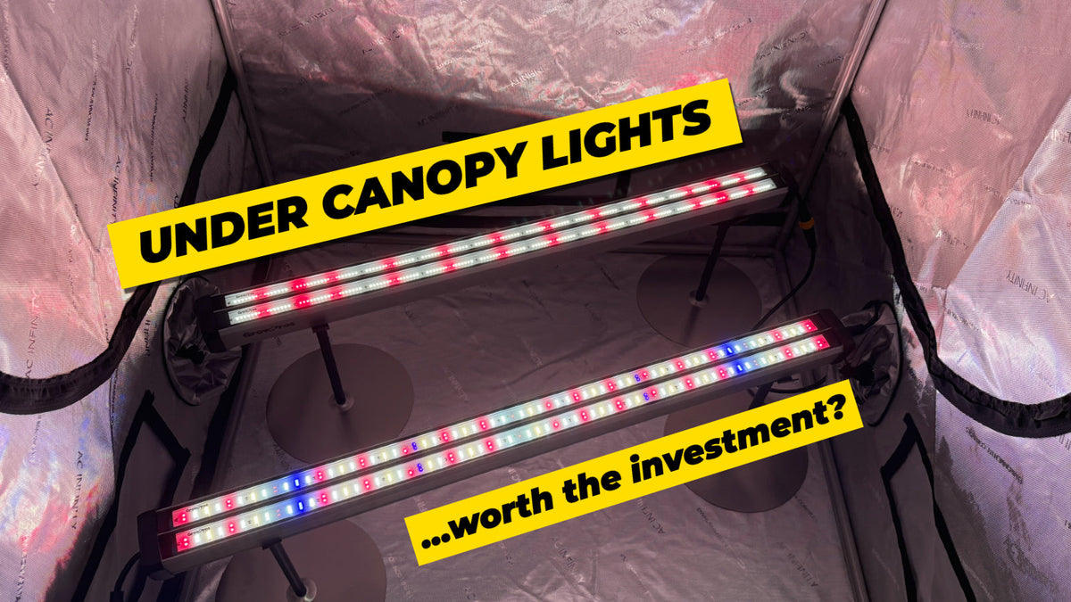 Is Under Canopy Lighting Worth It? — LED Grow Lights Depot
