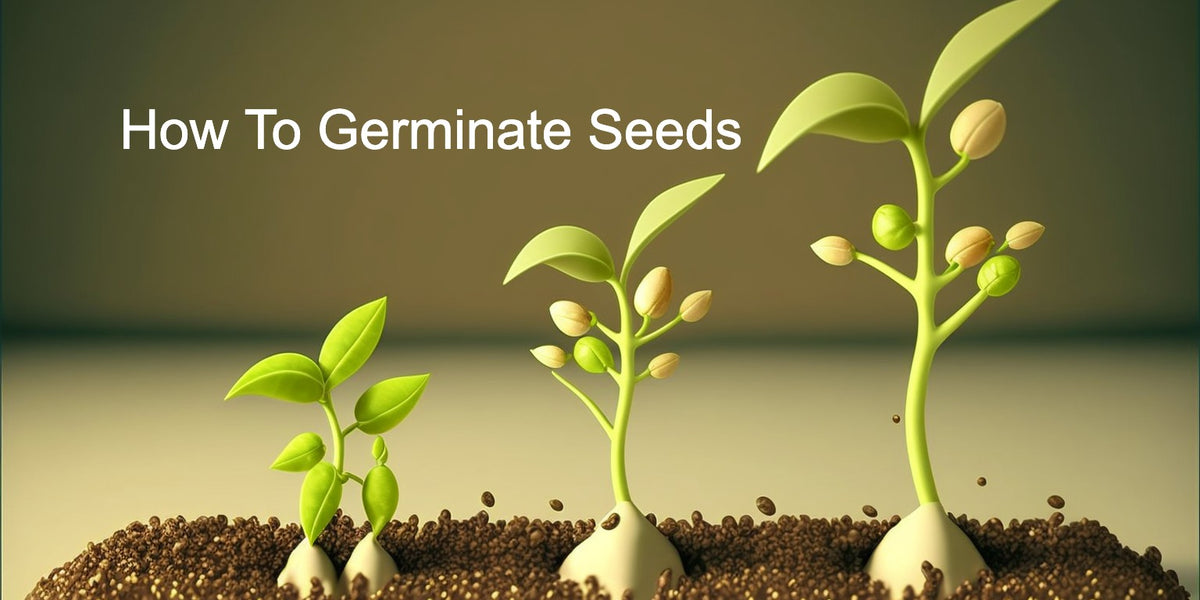 How To Germinate Seeds — LED Grow Lights Depot