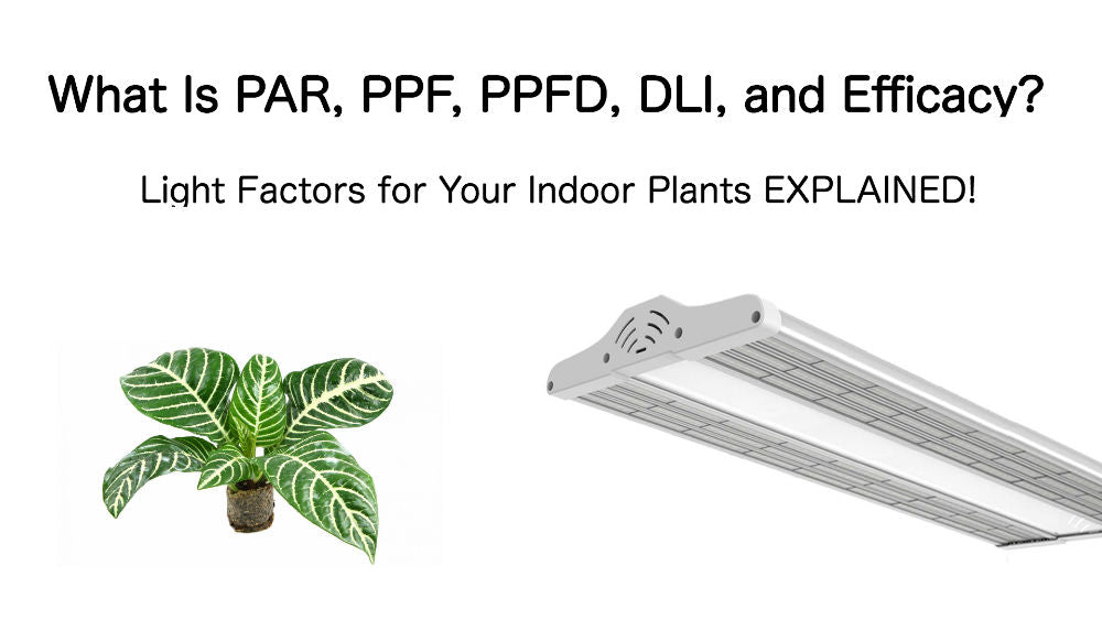 What Is PAR, PPF, PPFD, DLI, and Efficacy? Light Factors for Your Indo — LED Grow Lights Depot